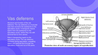 Reproductive System | PPT