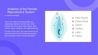 Reproductive System | PPT