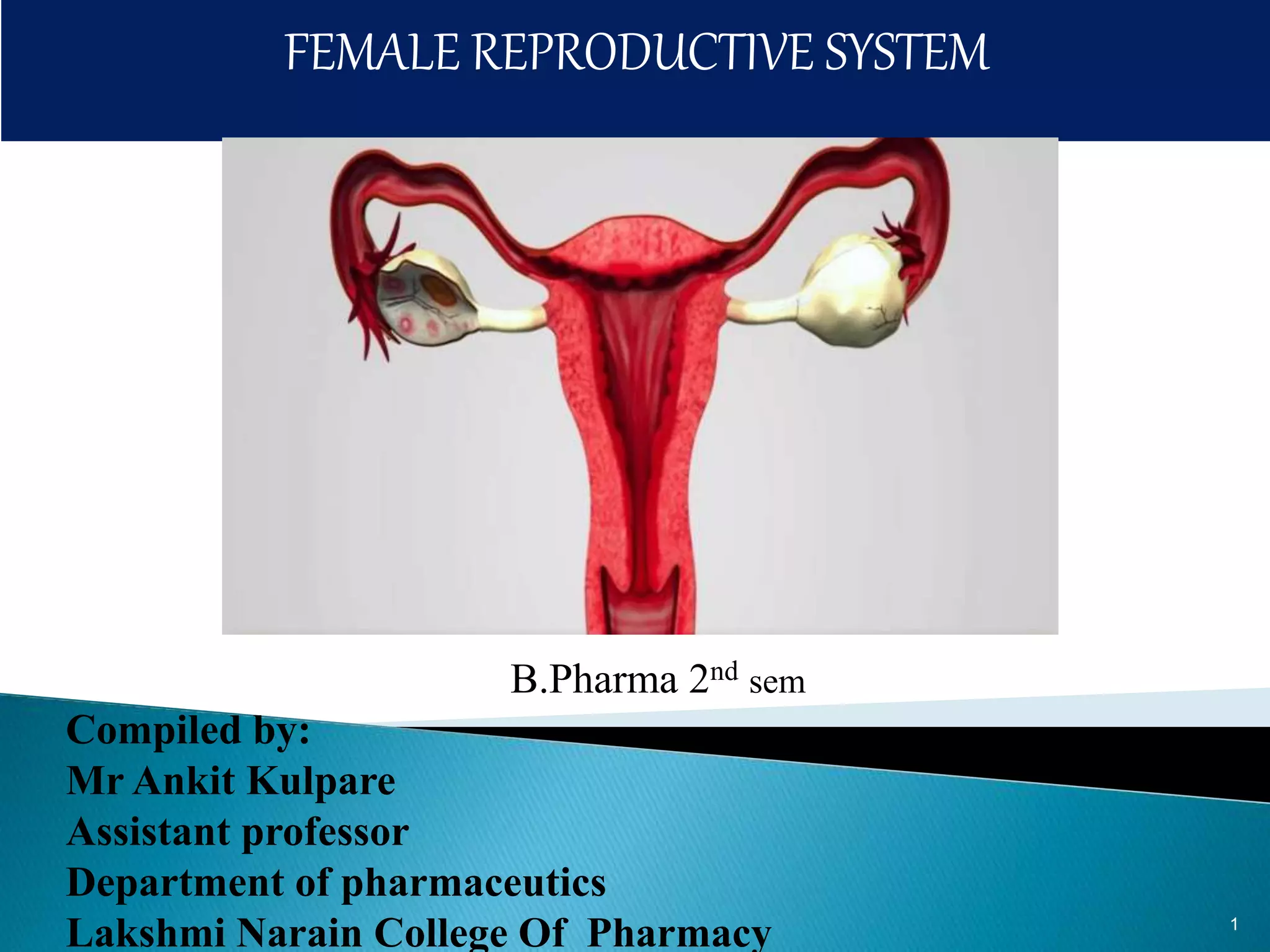 Female Reproductive system Slideshare | PPT