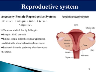 Female Reproductive system Slideshare | PPT