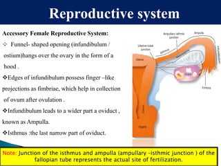 Female Reproductive system Slideshare | PPT