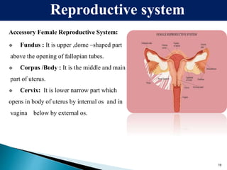 Female Reproductive system Slideshare | PPT