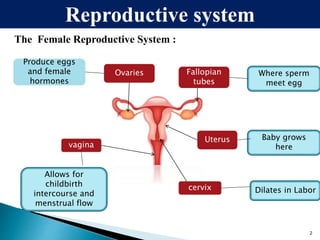 Female Reproductive system Slideshare | PPT