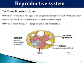 Female Reproductive system Slideshare | PPT