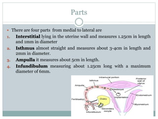 Reproductive system 2 | PPTX