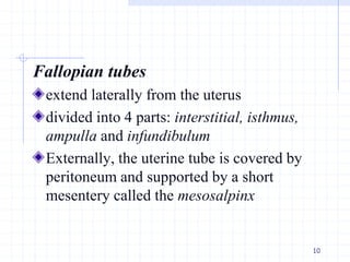 Female Reproductive system Anatomy and physiology.ppt | Free Download