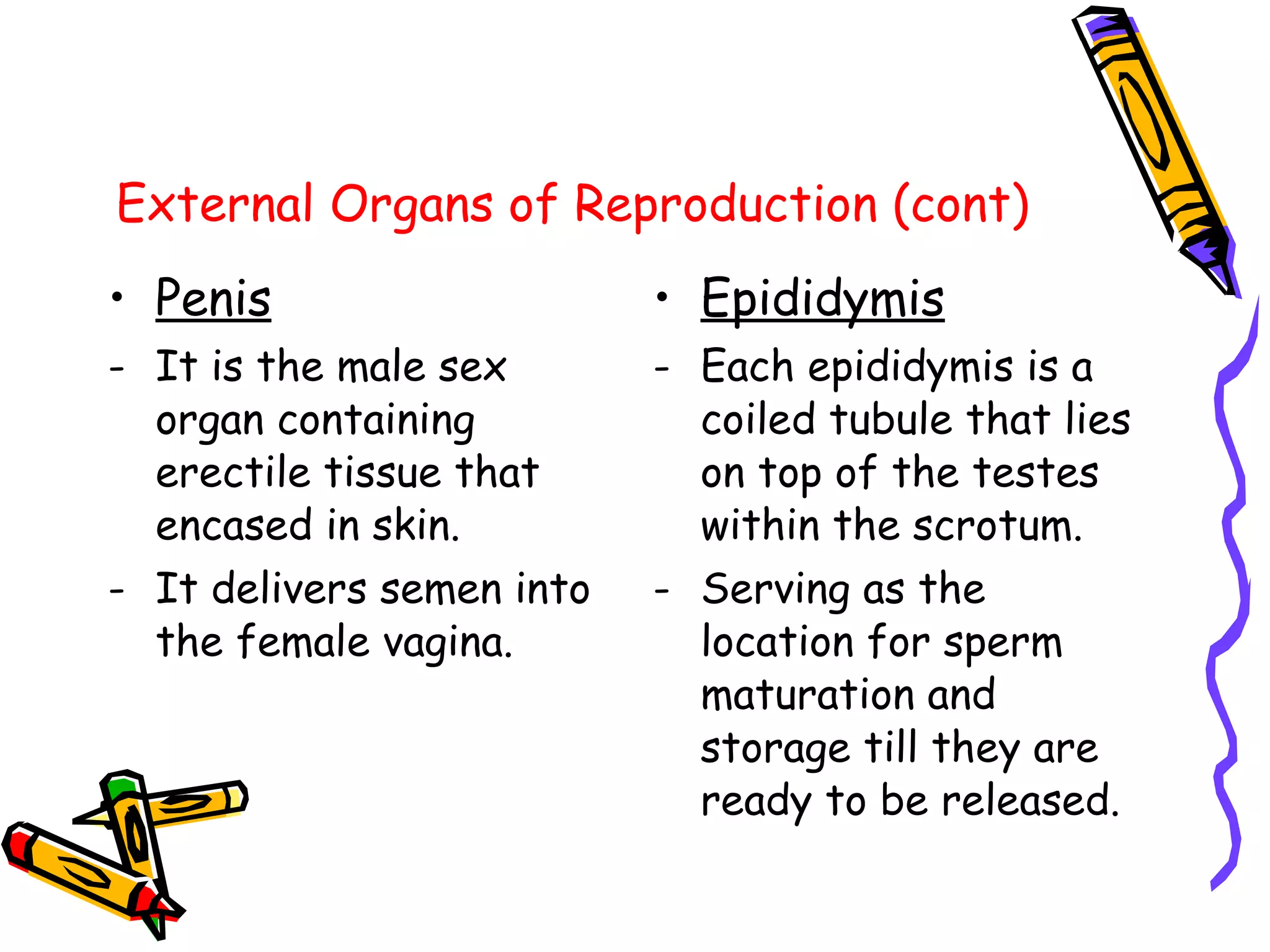 Reproductive system#2persentation | PPT