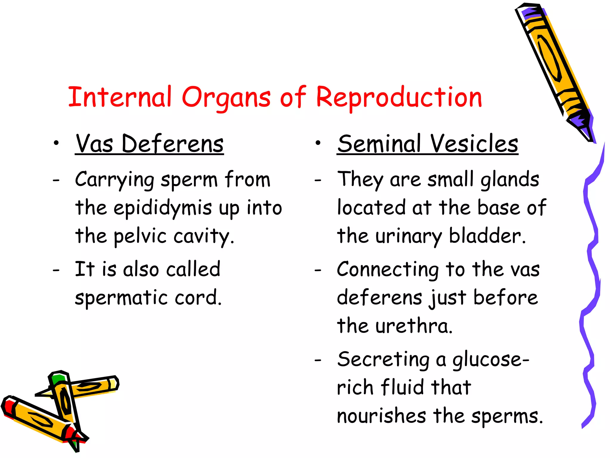 Reproductive system#2persentation | PPT