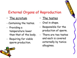 Reproductive system#2persentation | PPT