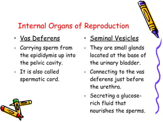 Reproductive system#2persentation | PPT