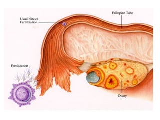 Reproductive system3 | PPT