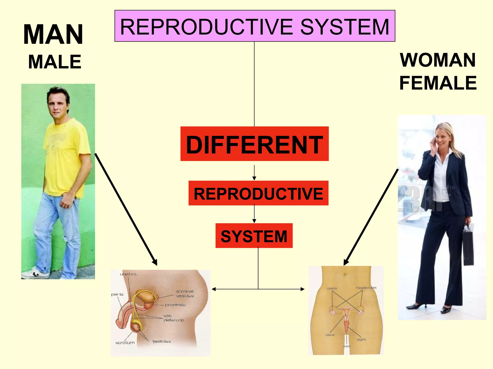 Reproductive system 6º grade | PPT