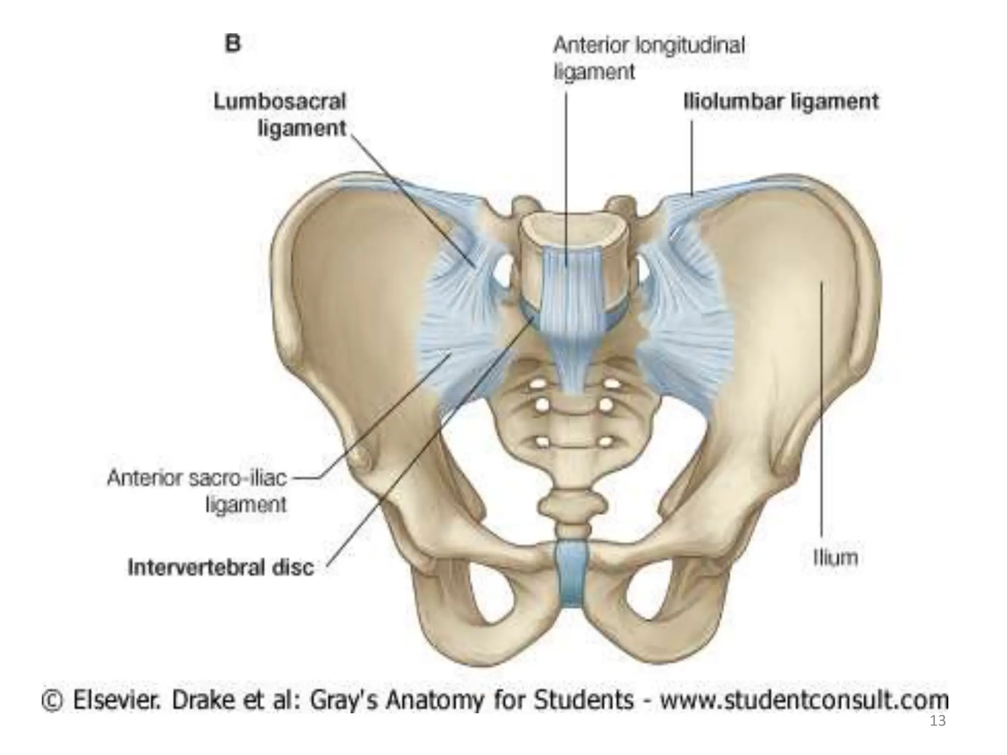 REproductive system anat.pptx