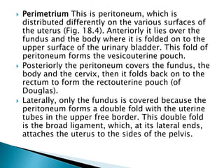 reproductive system anatomy.pptx