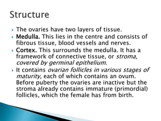 reproductive system anatomy.pptx