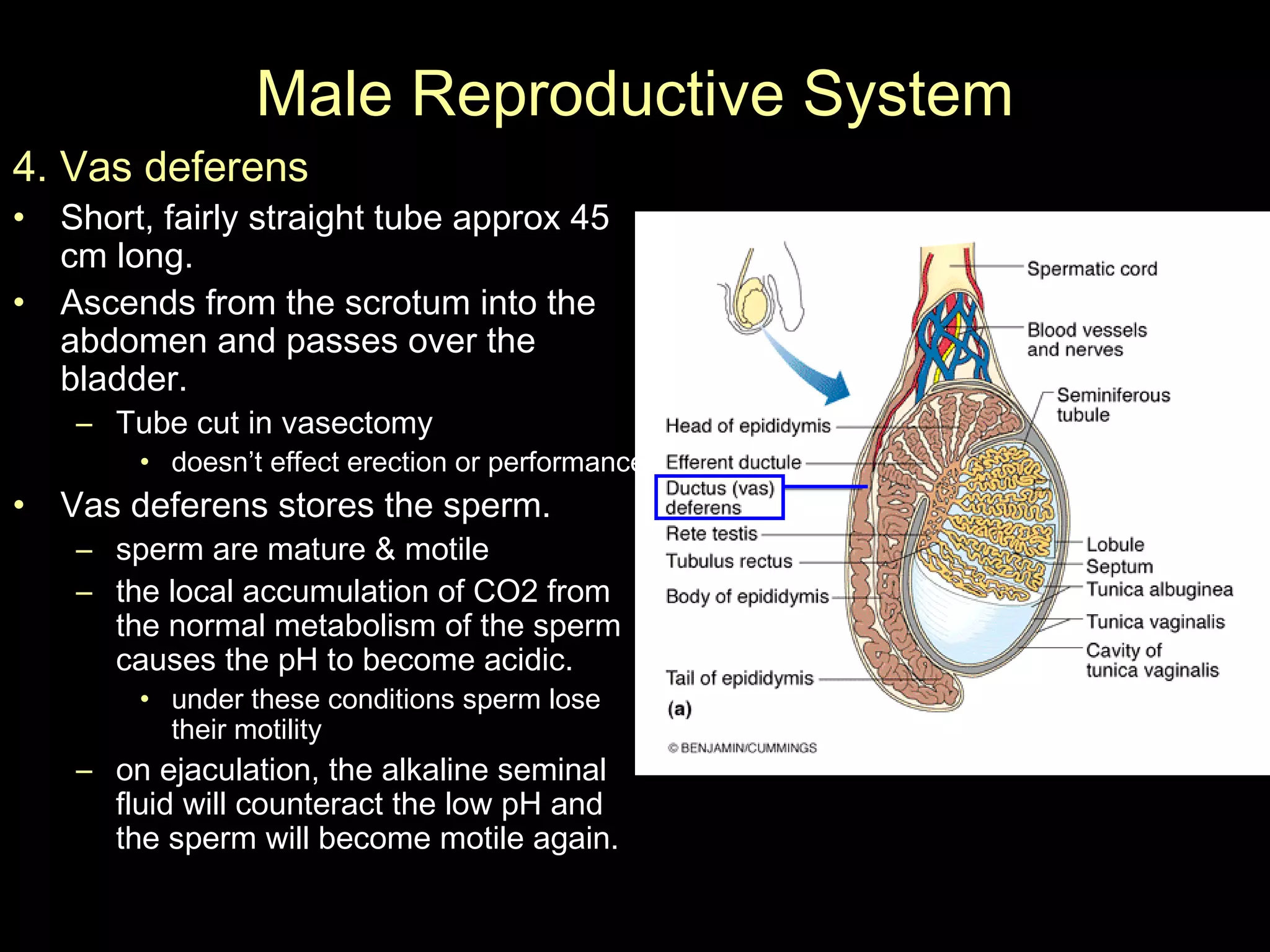 Reproductive system by Tlali | PPT