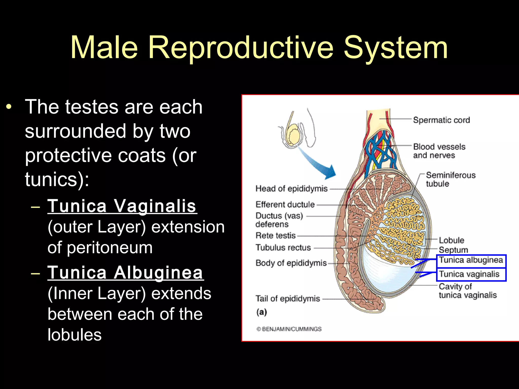 Reproductive system by Tlali | PPT