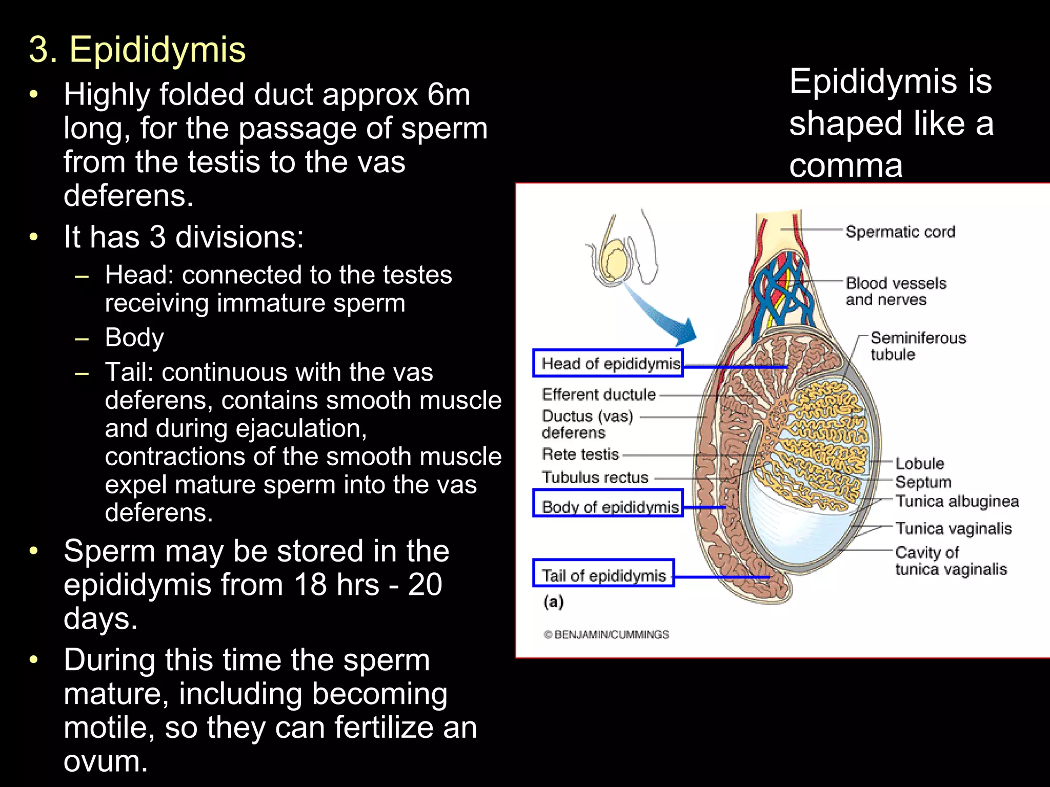 Reproductive system by Tlali | PPT