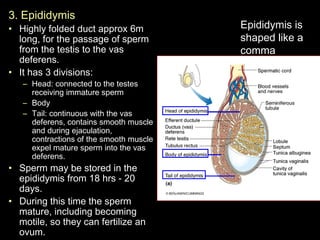 Reproductive system by Tlali | PPT