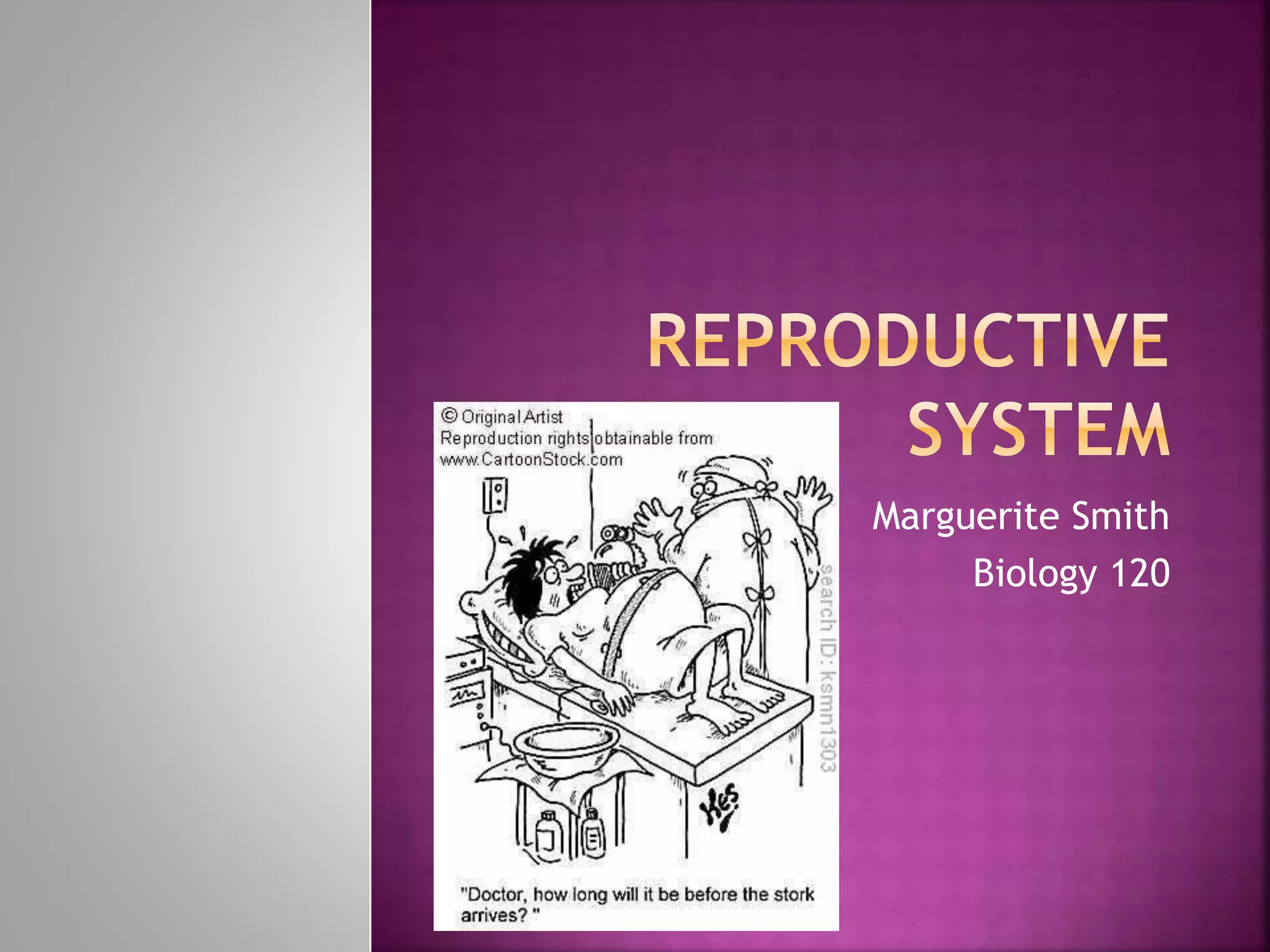 Reproductive System Chapter 10 | PPT