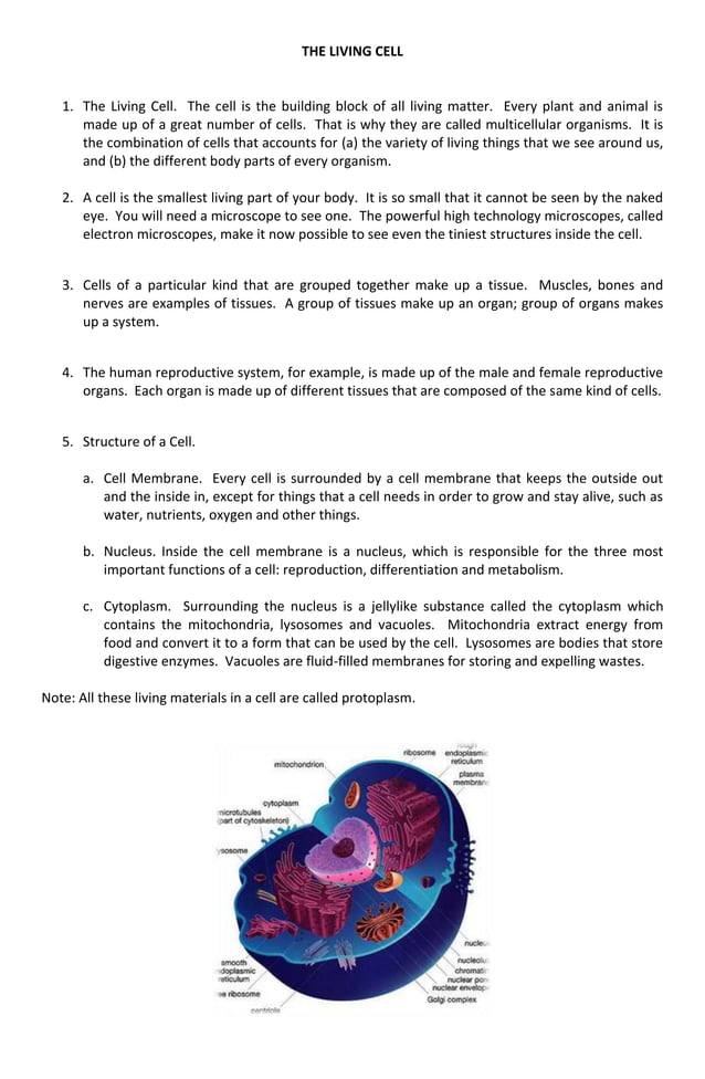Reproductive system (chart)01 | DOCX