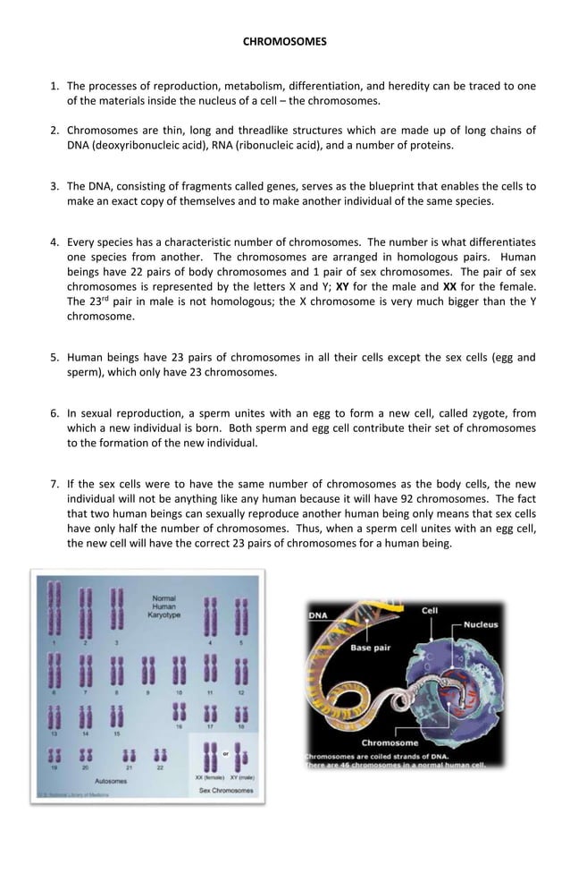 Reproductive system (chart)01 | DOCX