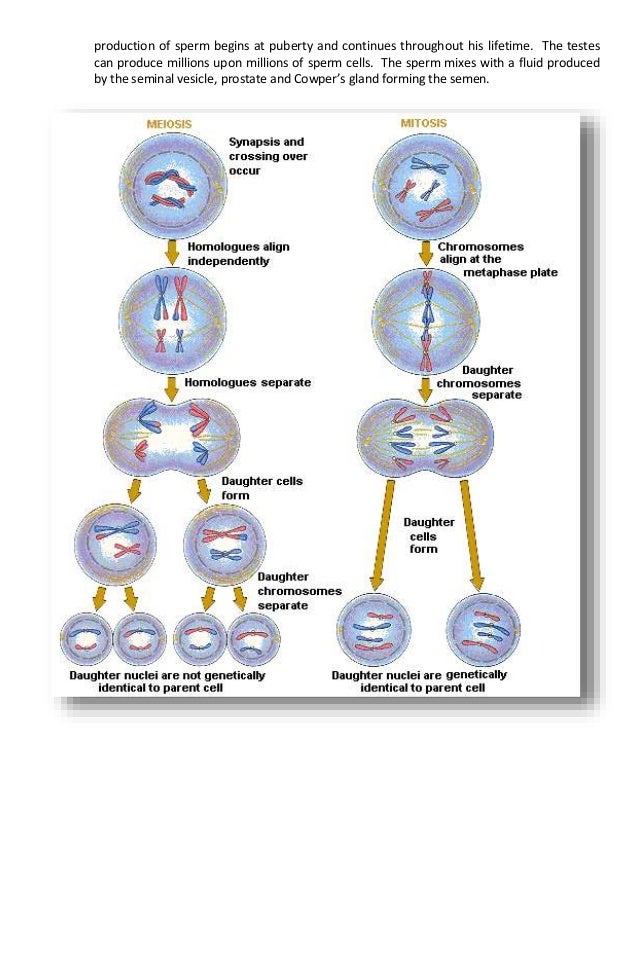 Reproductive system (chart)01