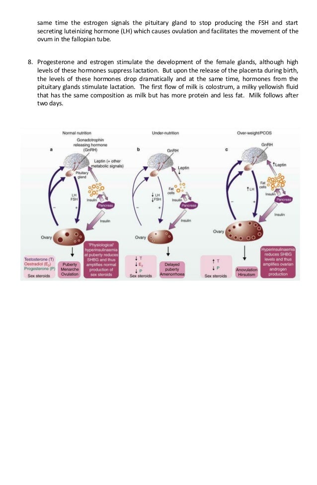 Reproductive system (chart)01