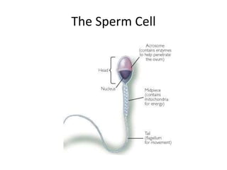 Reproductive system day3 | PPT