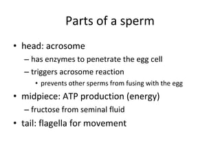 Reproductive system day3 | PPT