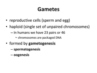 Reproductive system day3 | PPT
