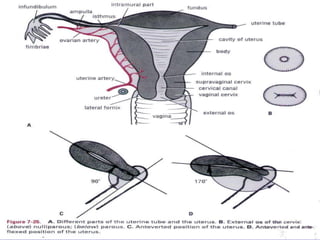 Reproductive System | PDF