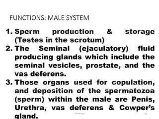 Reproductive System | PDF