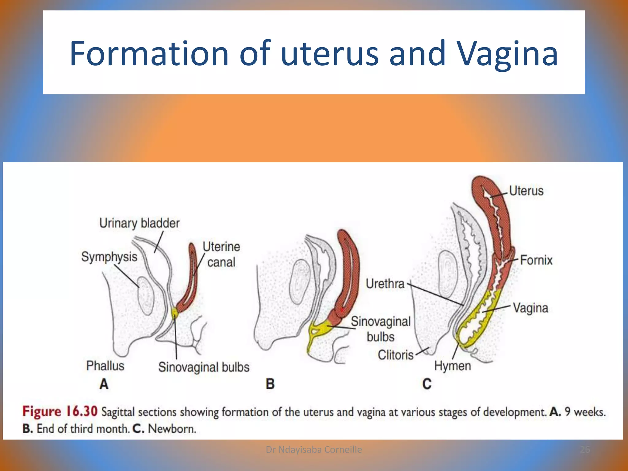 Reproductive System Embryology.pptx