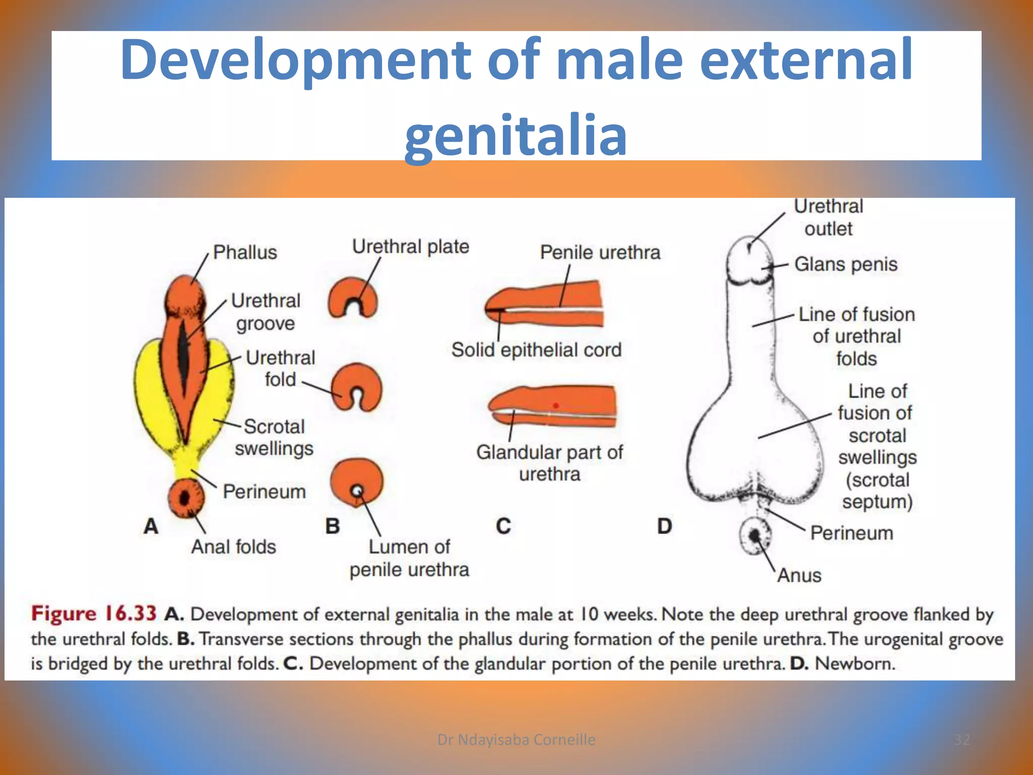Reproductive System Embryology.pptx