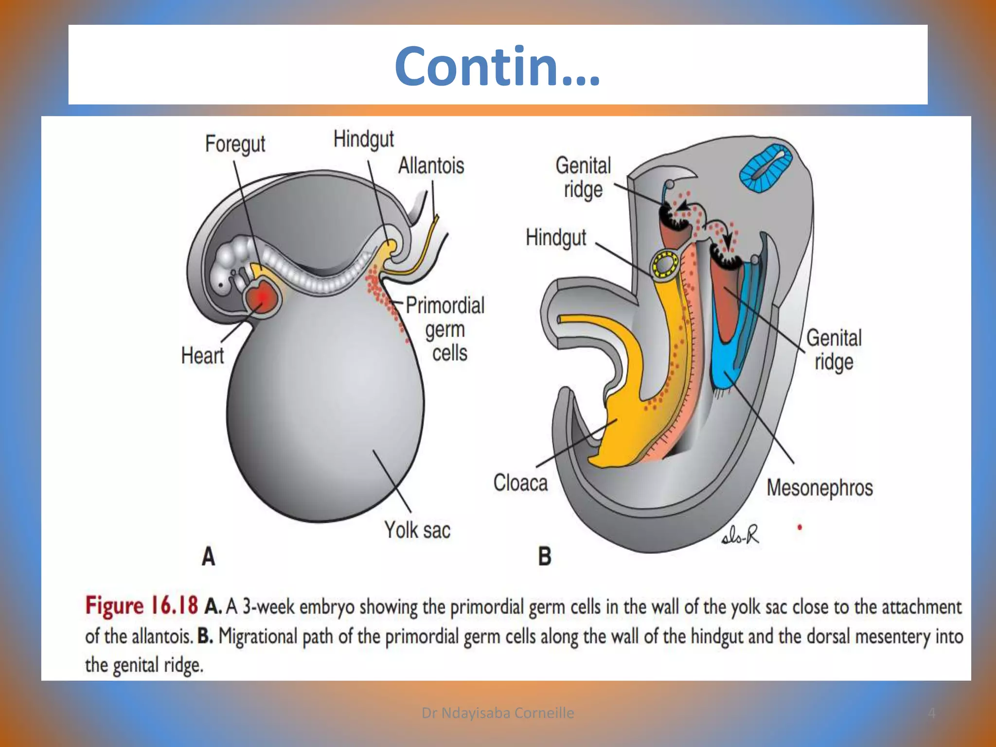 Reproductive System Embryology.pptx