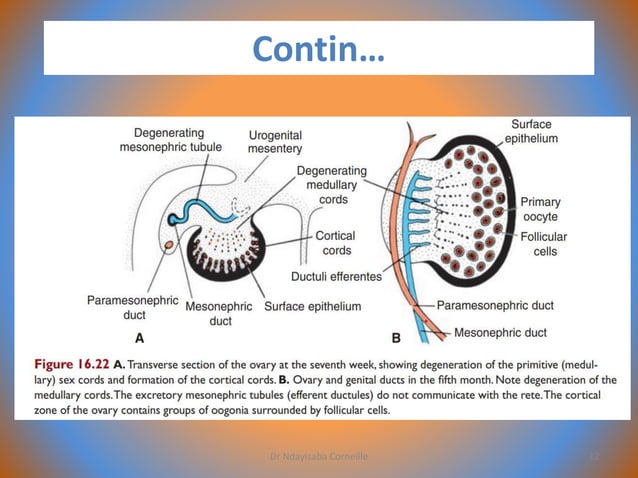 Reproductive System Embryology.pptx | Reproductive Health | Diseases ...