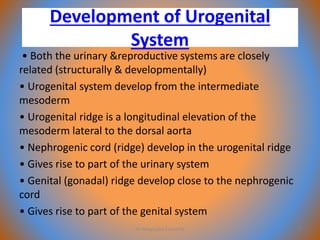 Reproductive System Embryology.pptx