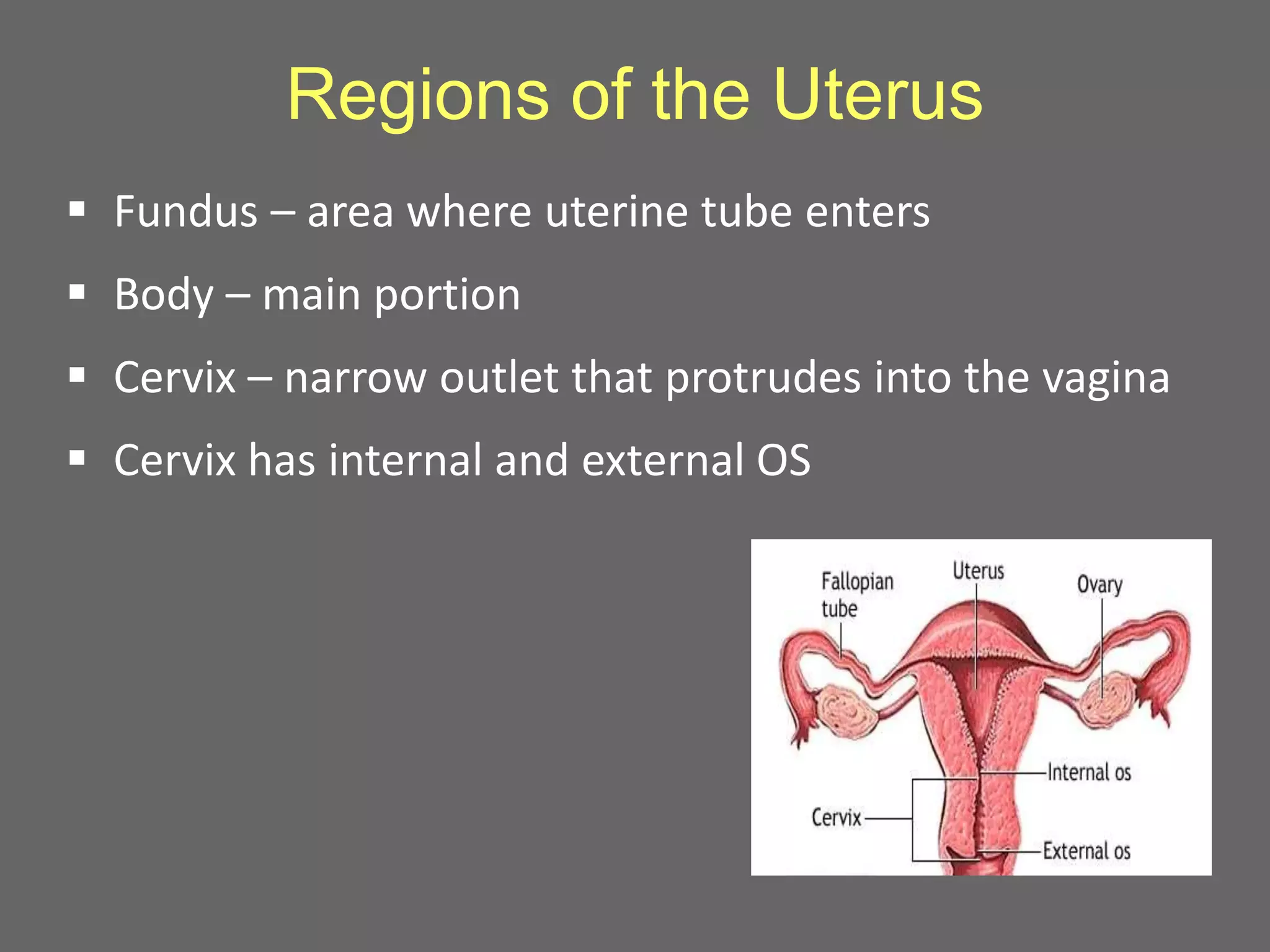 Reproductive System Female.ppt