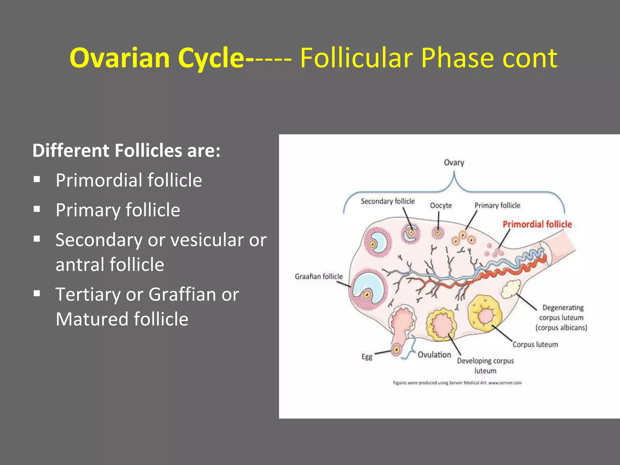 Reproductive System Female.ppt