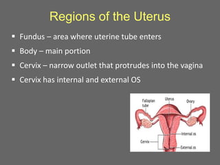 Reproductive System Female.ppt