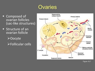 Reproductive System Female.ppt