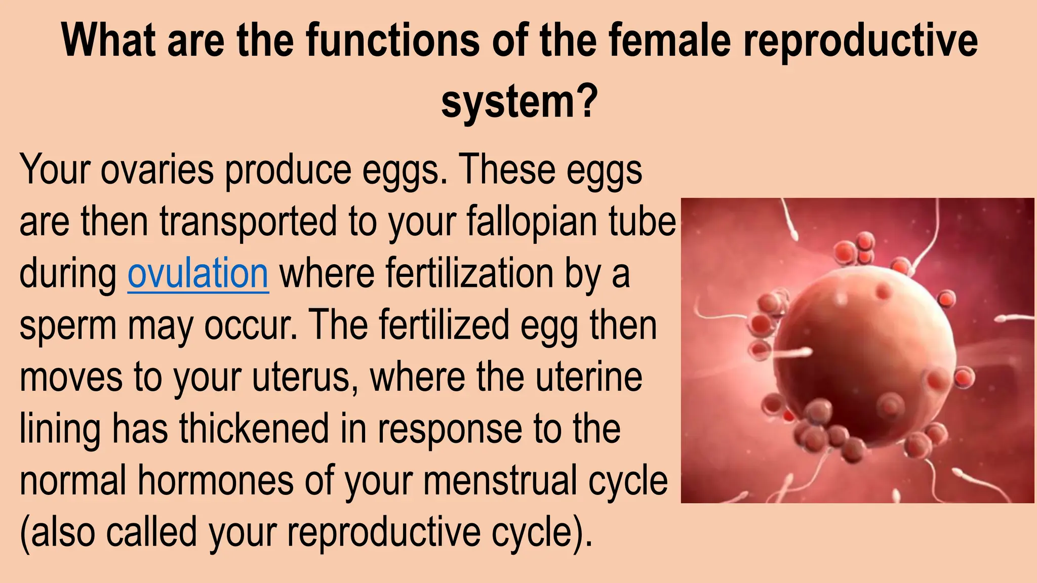 Reproductive System Grade 10.pptx WDASXAWEDQ | PPTX