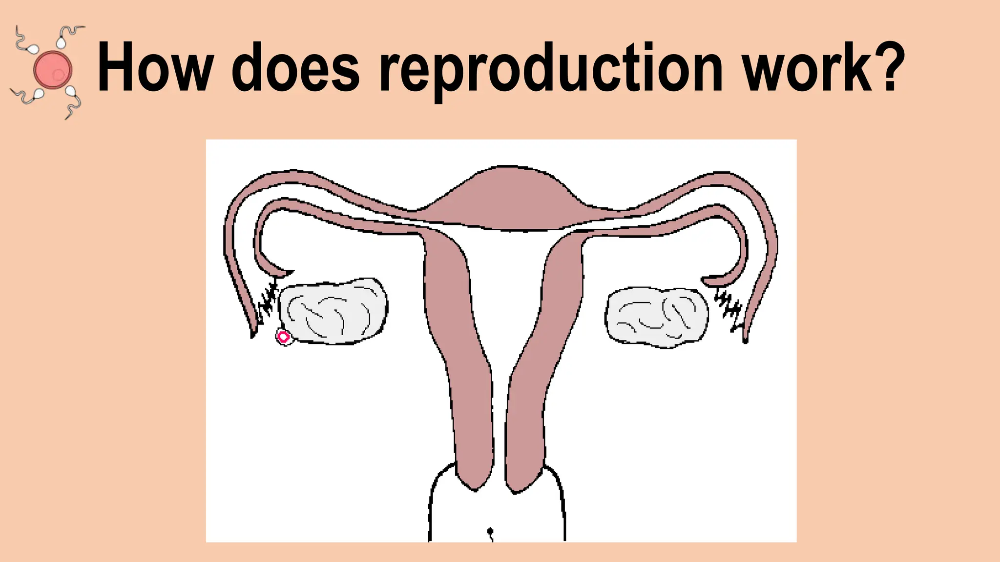 Reproductive System Grade 10.pptx WDASXAWEDQ | PPTX