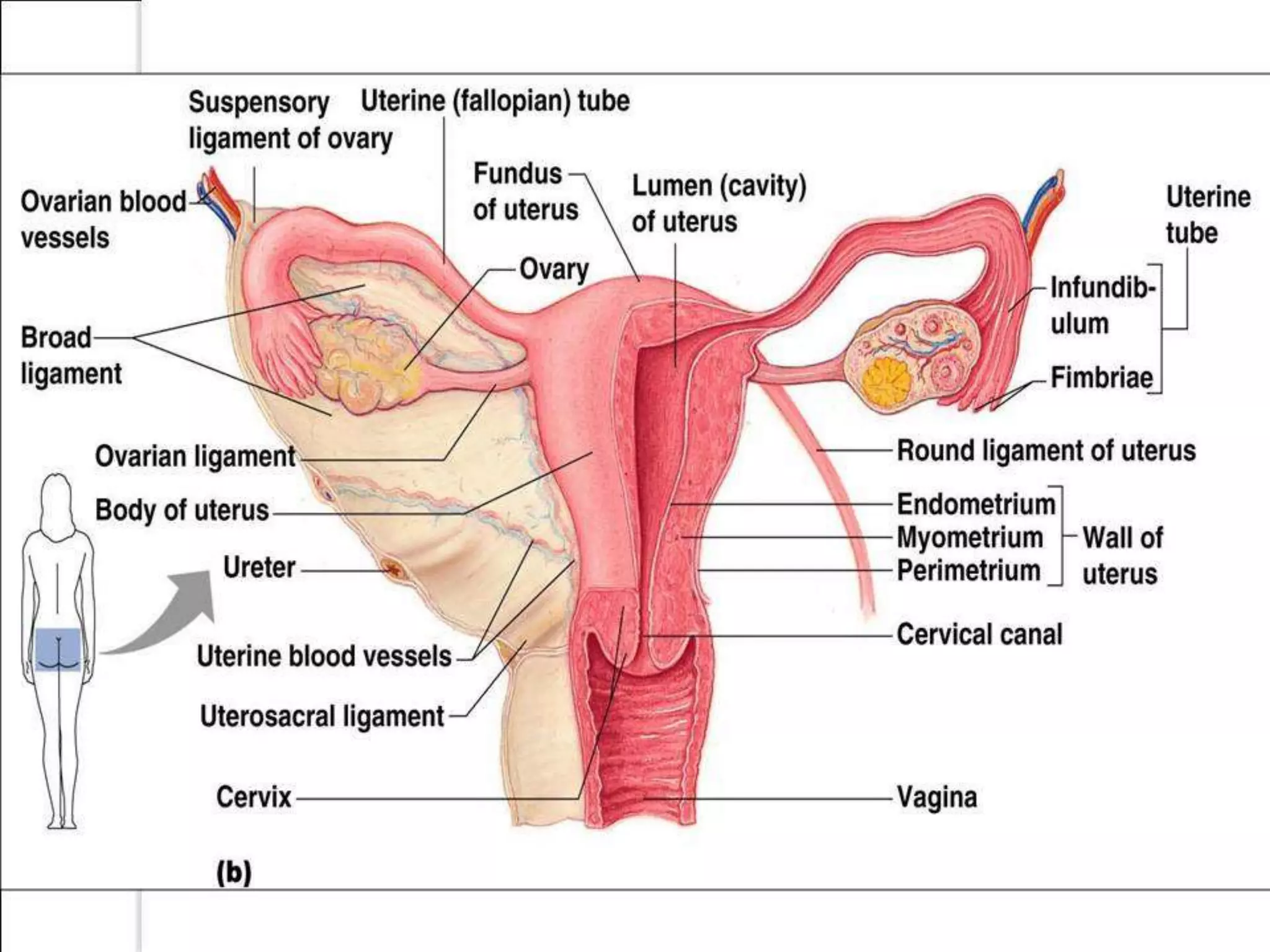 Reproductive system hap sughosh | PPTX
