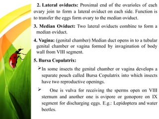 The Reproductive System of Insects: An Overview.pptx