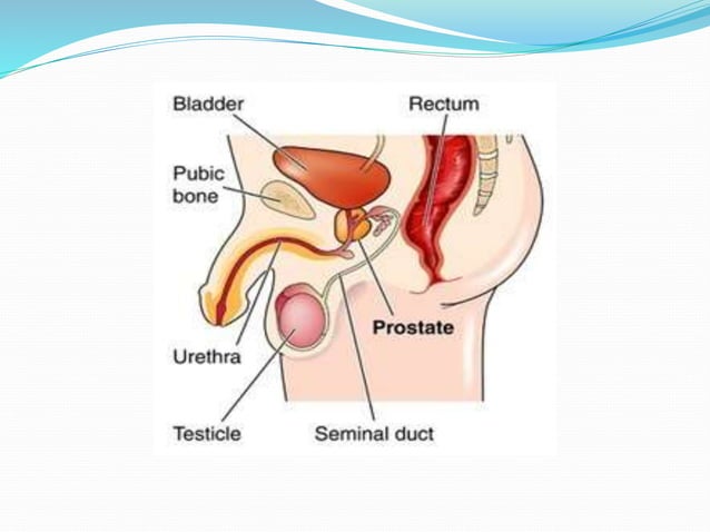Reproductive system intro Part 1 | PPTX | Infertility | Reproductive Health