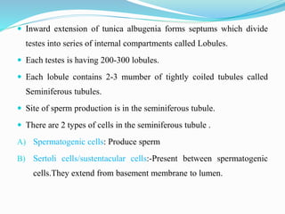 Reproductive system intro Part 1 | PPTX | Infertility | Reproductive Health