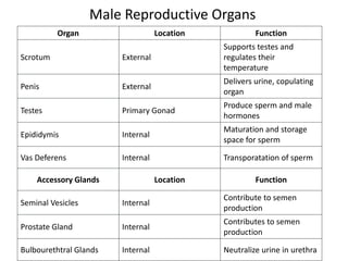 Reproductive System Introduction MBBS.pptx