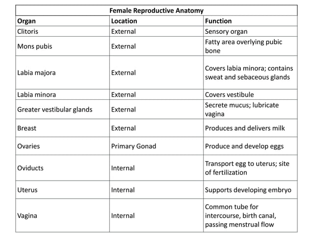 Reproductive System Introduction MBBS.pptx